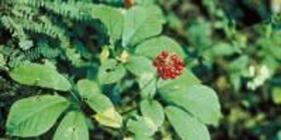 Key to Herbal Remedy’s Success May Be in the Bacteria | Lab Manager
