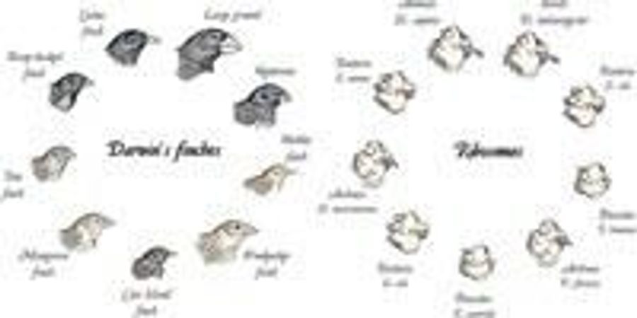 Scientists Identify Rare Evolutionary Intermediates to Understand the ...
