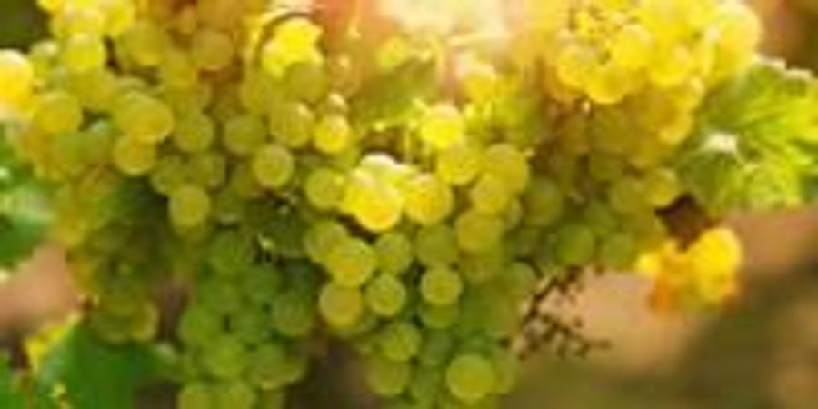 Raising a Glass to Grapes' Surprising Genetic Diversity | Lab Manager