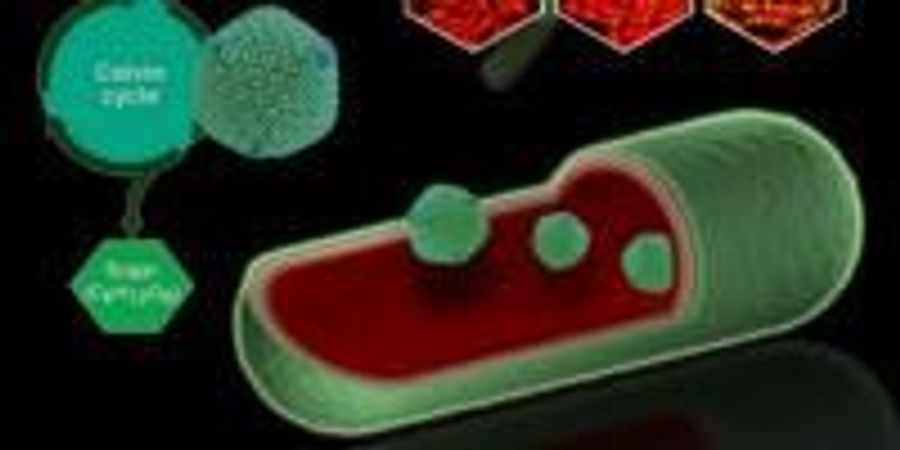 Illuminating the Inner 'Machines' That Give Bacteria an Energy Boost ...