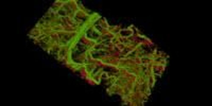 Scientists Develop New Technique for Imaging Cells and Tissues Under ...