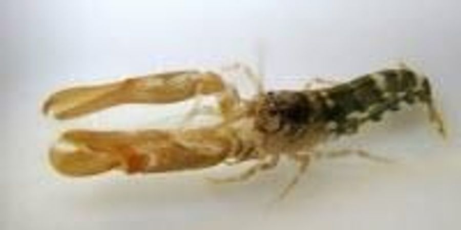 Ocean Acidification Means Silent Shrimp, Study Says | Lab Manager