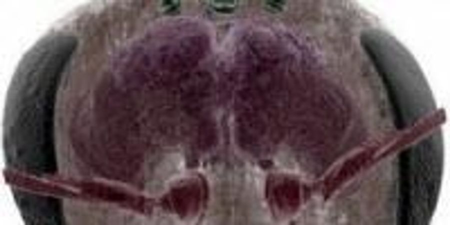 Bee Brains as Never Seen Before | Lab Manager