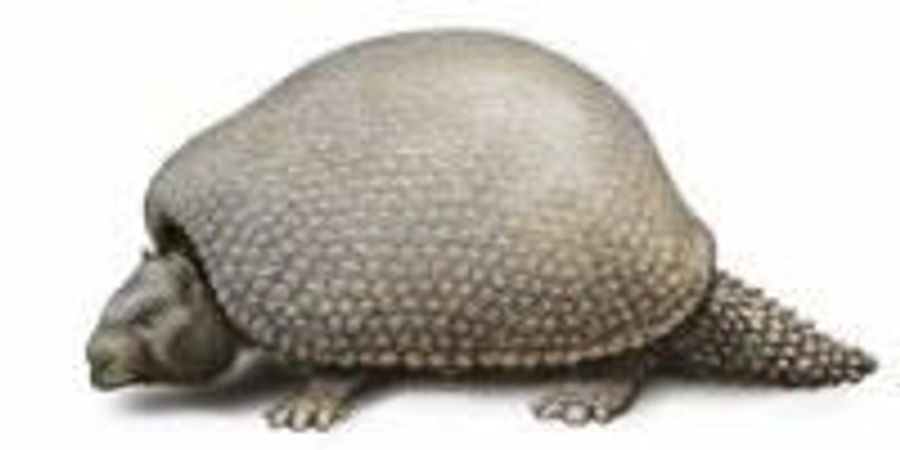 Genome Sequencing Confirms Glyptodont is the Armadillo’s Ancestor | Lab ...
