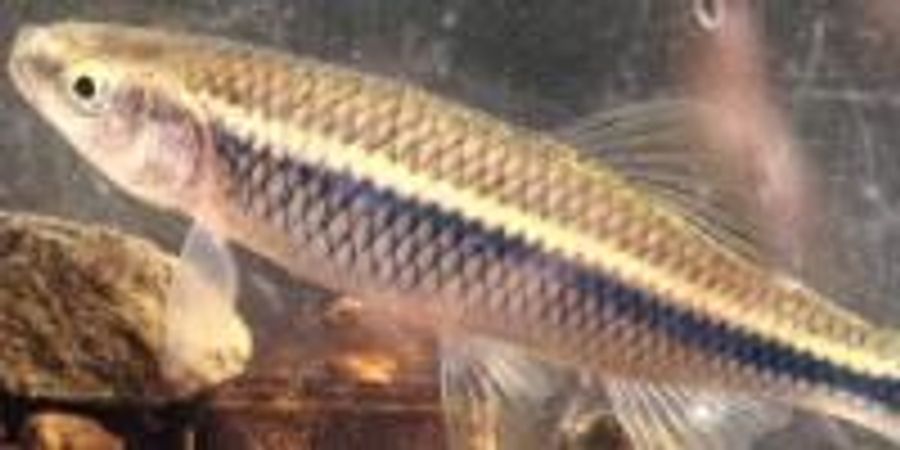 Biologists Using DNA Research to Search for Endangered Fish | Lab Manager