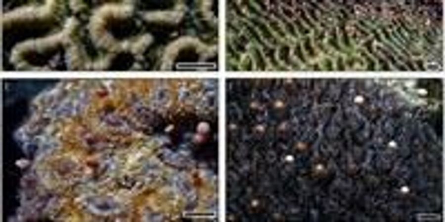 Breakdown in Coral Spawning Places Species at Risk of Extinction | Lab ...