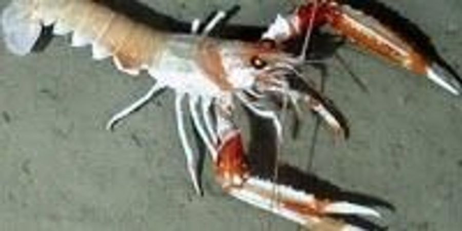 Man-Made Underwater Sound May Have Wider Ecosystem Effects than ...