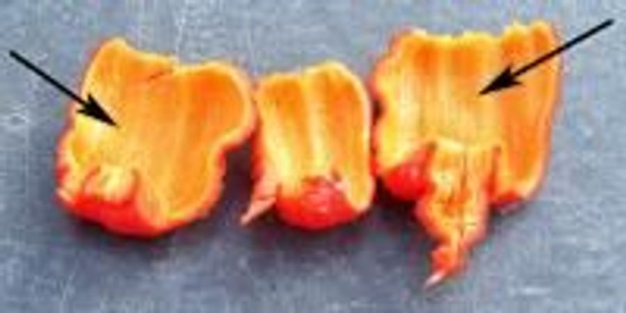 Researchers Investigate How Super-Hot Peppers Pack Their Powerful Punch ...