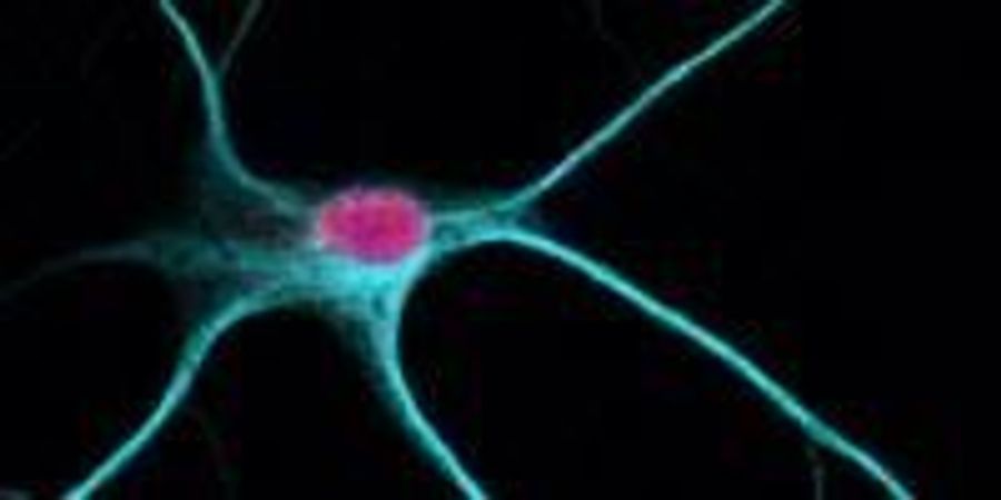 Untapped Region in Brain Cell Offers Goldmine of Drug Targets for New ...