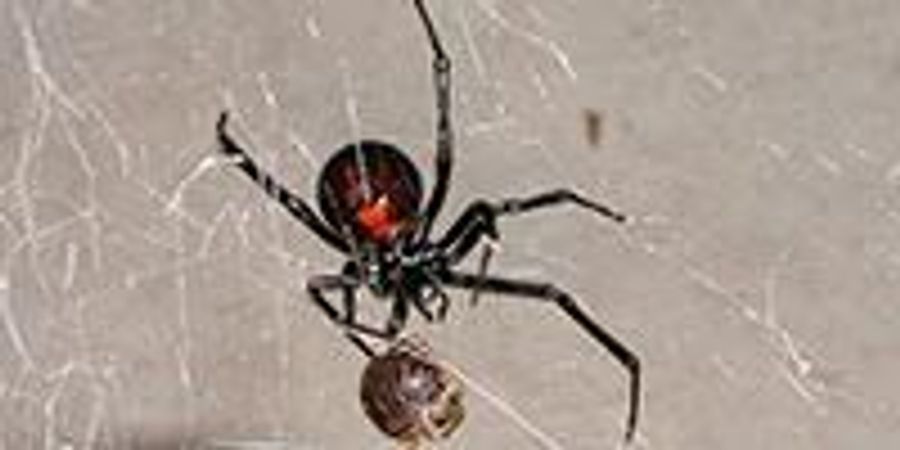 Spider Web Research Shows Promise for Noninvasive Genetic Sampling ...