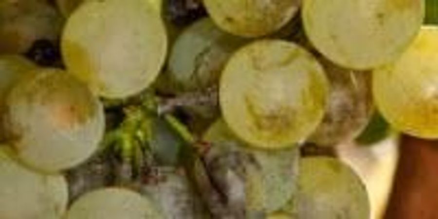 New App to Assess Powdery Mildew on Grapes | Lab Manager