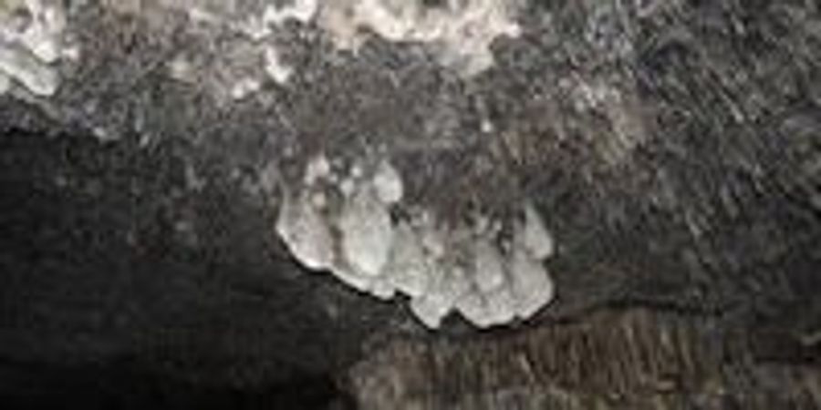 Scientists Discover Evidence for past High-Level Sea Rise | Lab Manager