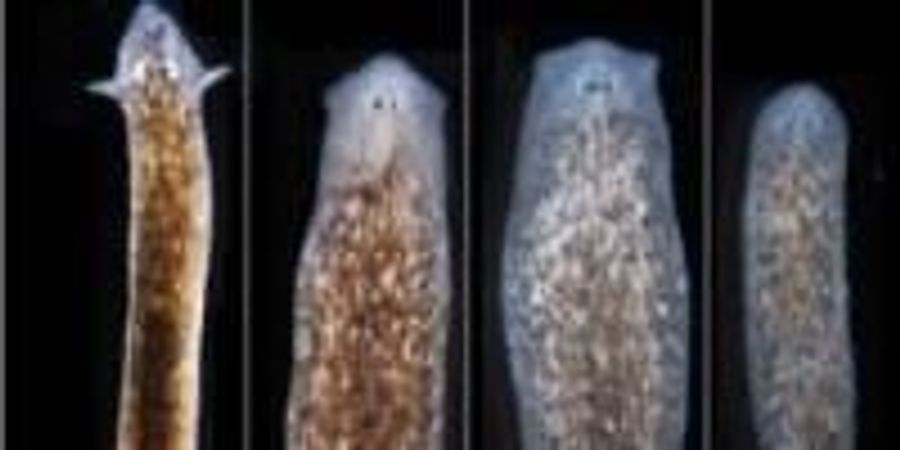 Biologists Induce Flatworms to Grow Heads and Brains of Other Species ...