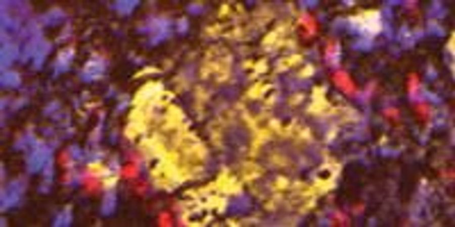 The Chemistry of Art: Scientists Explore Aged Paint in Microscopic ...