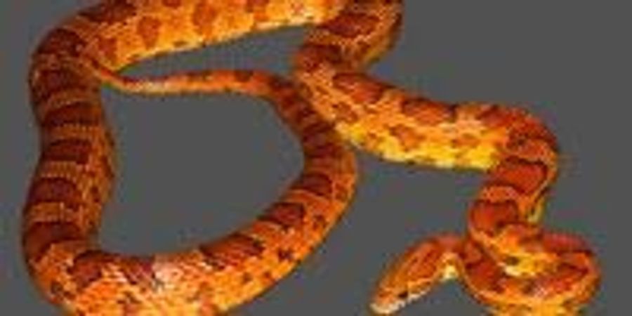 Corn Snake Genome Sequenced for the First Time | Lab Manager
