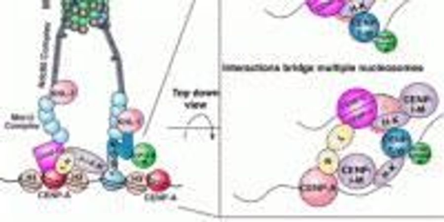 Architecture of Protein Complex Hints at Its Foundational Function in ...