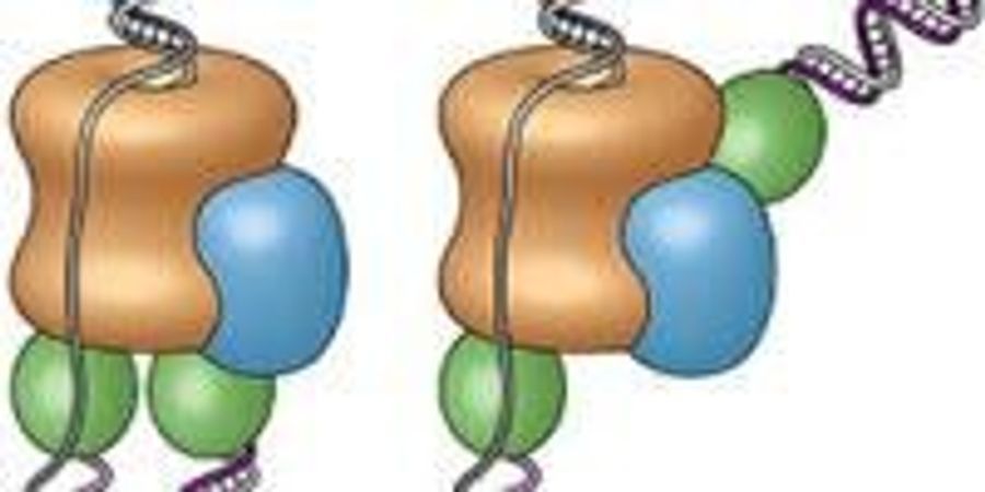 Study Reveals the Architecture of the Molecular Machine that Copies DNA ...