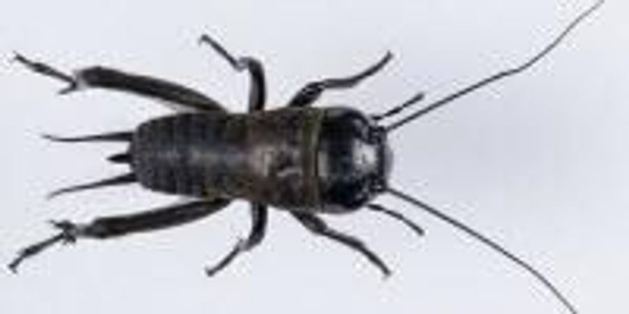 Epigenetics Research Traces How Crickets Restore Lost Legs | Lab Manager