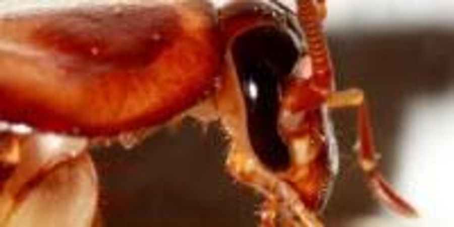 Biologists Find Keys to Driving a Cockroach | Lab Manager