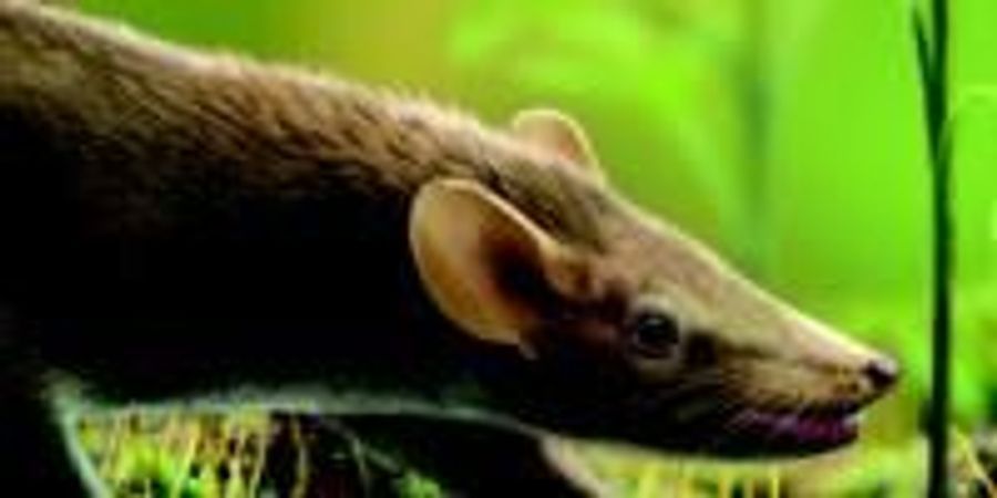 125-Million-Year-Old Fossil Is Oldest Record of Preserved Mammalian ...