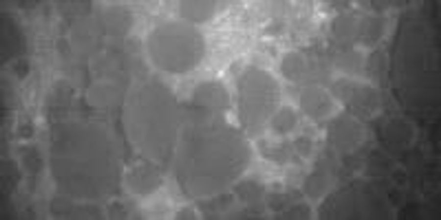 The Savory Secrets of Baked Bread | Lab Manager