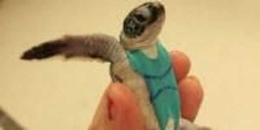 Sea Turtles Don Swimsuits for Science | Lab Manager