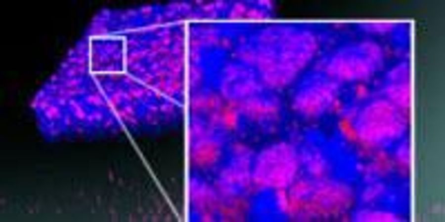 Restoring Vision With Stem Cells Lab Manager