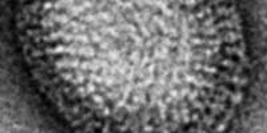 Studying Flu Virus Structure Brings Us a Step Closer to a Permanent ...