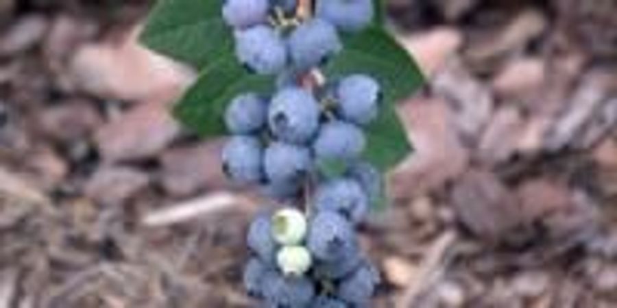 Scientists Zero in on Genetic Traits for Best Blueberry Taste | Lab Manager