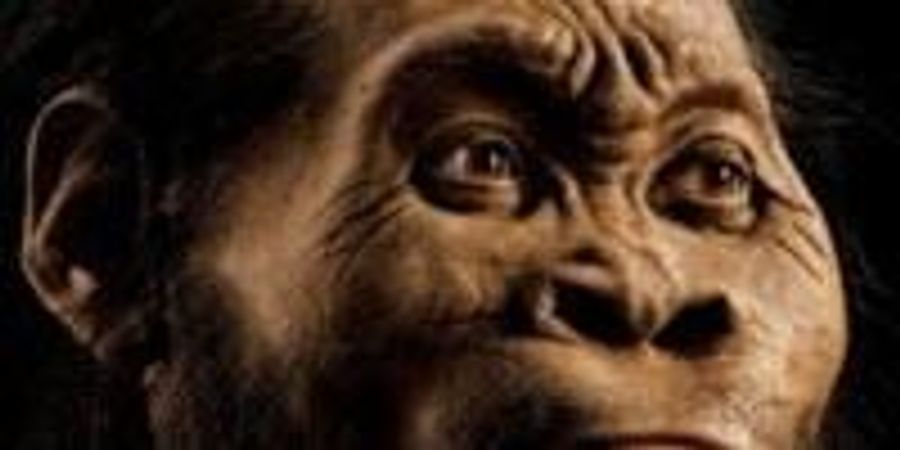 New Species of Human Relative Discovered | Lab Manager