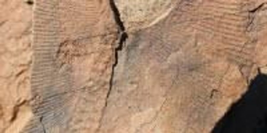 Earth’s First Mass Extinction Caused by Critters, not Catastrophe ...