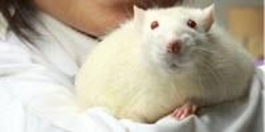 High Fat Diet during Pregnancy Slows Learning in Offspring, Rat Study ...