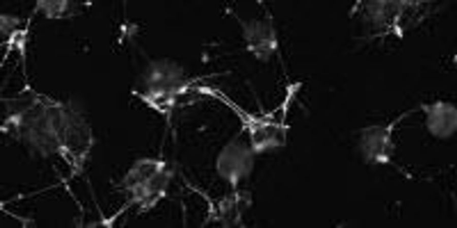 Researchers Control Embryonic Stem Cells With Light | Lab Manager