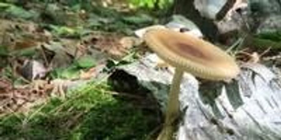Fungi and Bacteria Affect Future Climate Models | Lab Manager