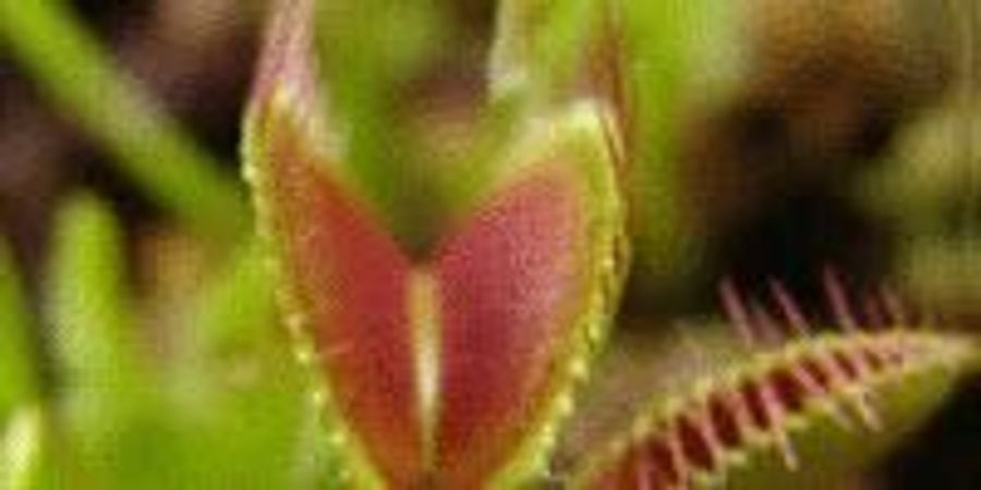 Geometry Inspired by Venus Flytrap | Lab Manager