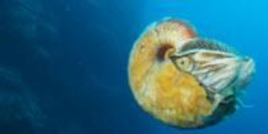 Rare Nautilus Spotted for First Time in 30 Years | Lab Manager