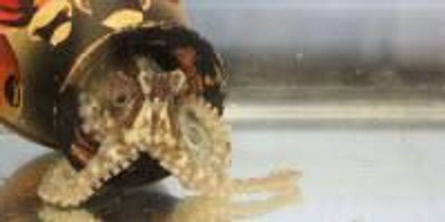Octopus Genome Sequenced | Lab Manager Octopus Genome Sequenced | Lab Manager