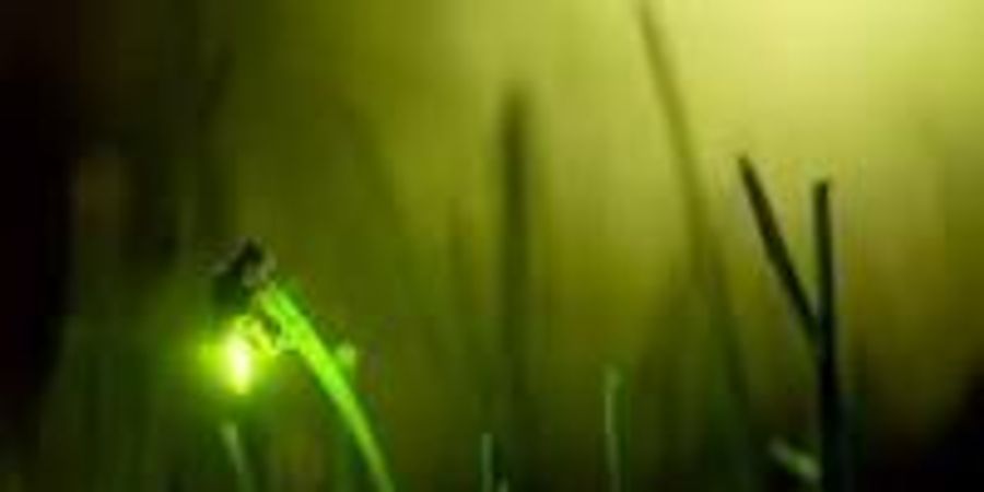 How Do Fireflies Glow? | Lab Manager
