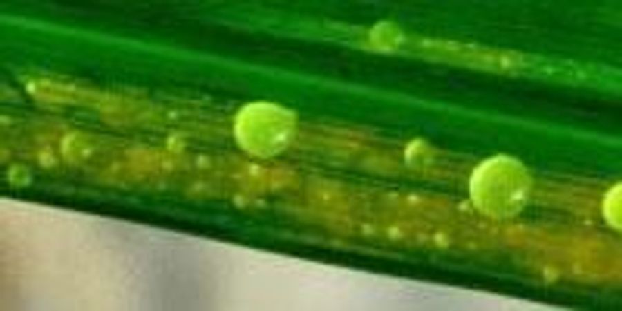 Unlocking the Rice Immune System | Lab Manager