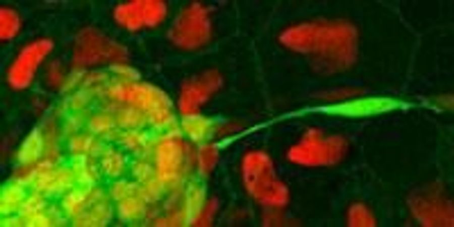 Orchestrating Inner Ear Hair Cell Regeneration | Lab Manager