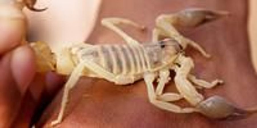 Scorpion Toxin That Targets 'Wasabi Receptor' May Help Solve Mystery of ...