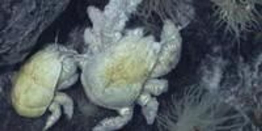 First Species of Yeti Crab Found in Antarctica Named After Renowned ...