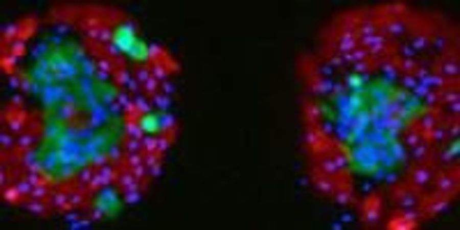 Scientists to Develop Better Way to Screen Chemicals for Cancer-Causing ...