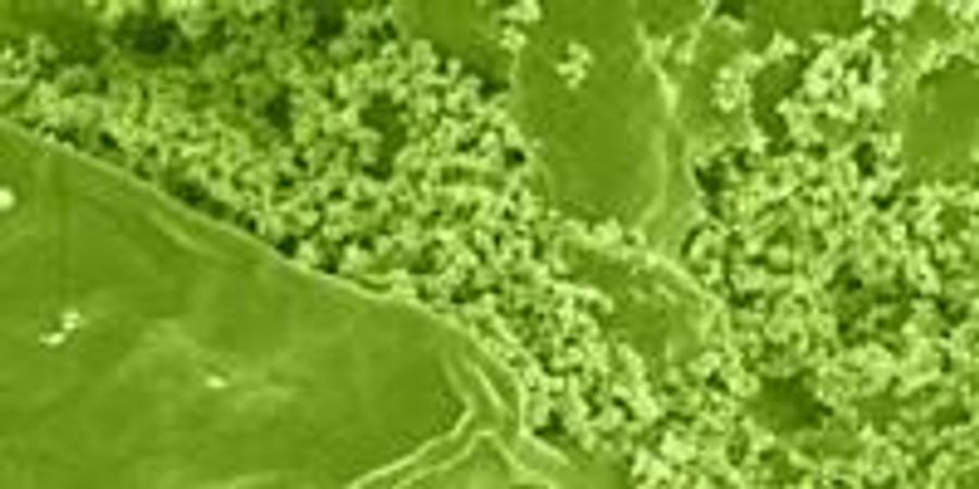 Arsenic Shield for Rice | Lab Manager