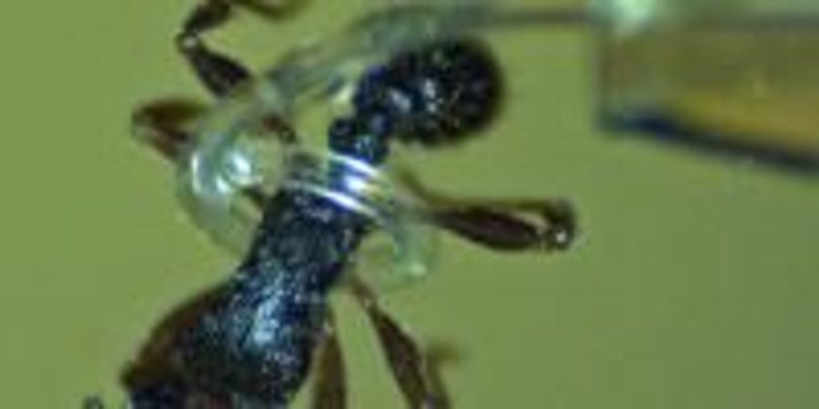 Engineers Develop Micro-Tentacles so Tiny Robots can Handle Delicate Objects | Lab Manager