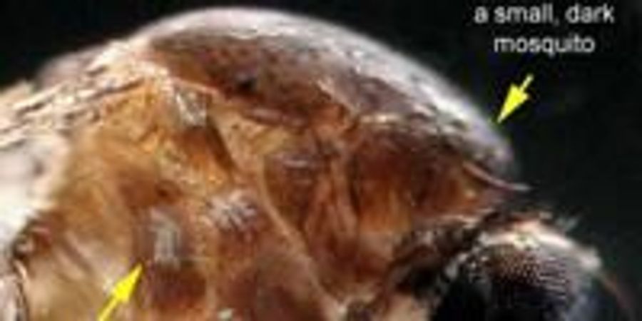 Light Trap Lures More Mosquitoes, Fewer Bugs You Don’t Need to Kill ...