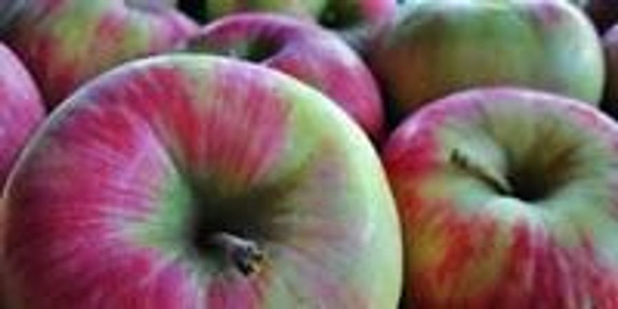 Foodborne Pathogen Sheltered by Harmless Bacteria That Support Biofilm ...