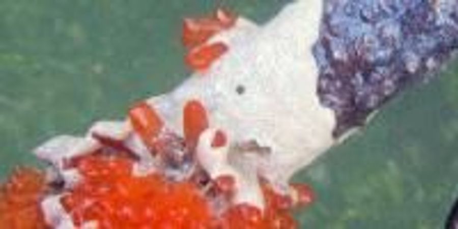 Pinpointing Natural Cancer Drug's True Origins Brings Sustainable ...