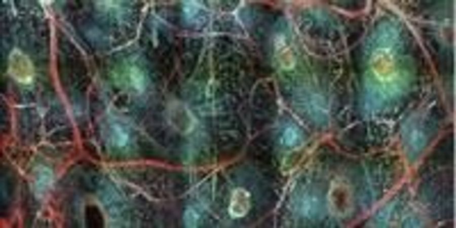 Scientists Propose Network of Imaging Centers to Drive Innovation in ...