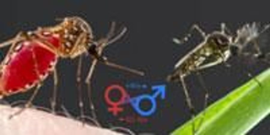 A Mosquito Sex Determining Gene Could Help Fight Dengue Fever Life Science Researchers Say 